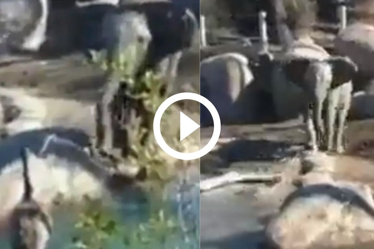 Viral Video: Baby Elephant Teases Bird By Splashing Water, Gets ...