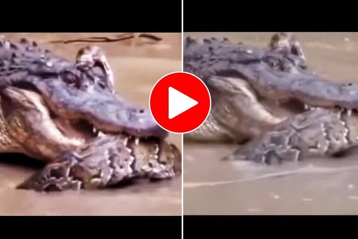 Viral Video: Alligator Tries To Bite Python Into Two Pieces, Watch What ...
