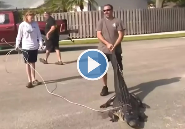 Viral Video: Family Stunned to Find Alligator in Backyard While Having ...