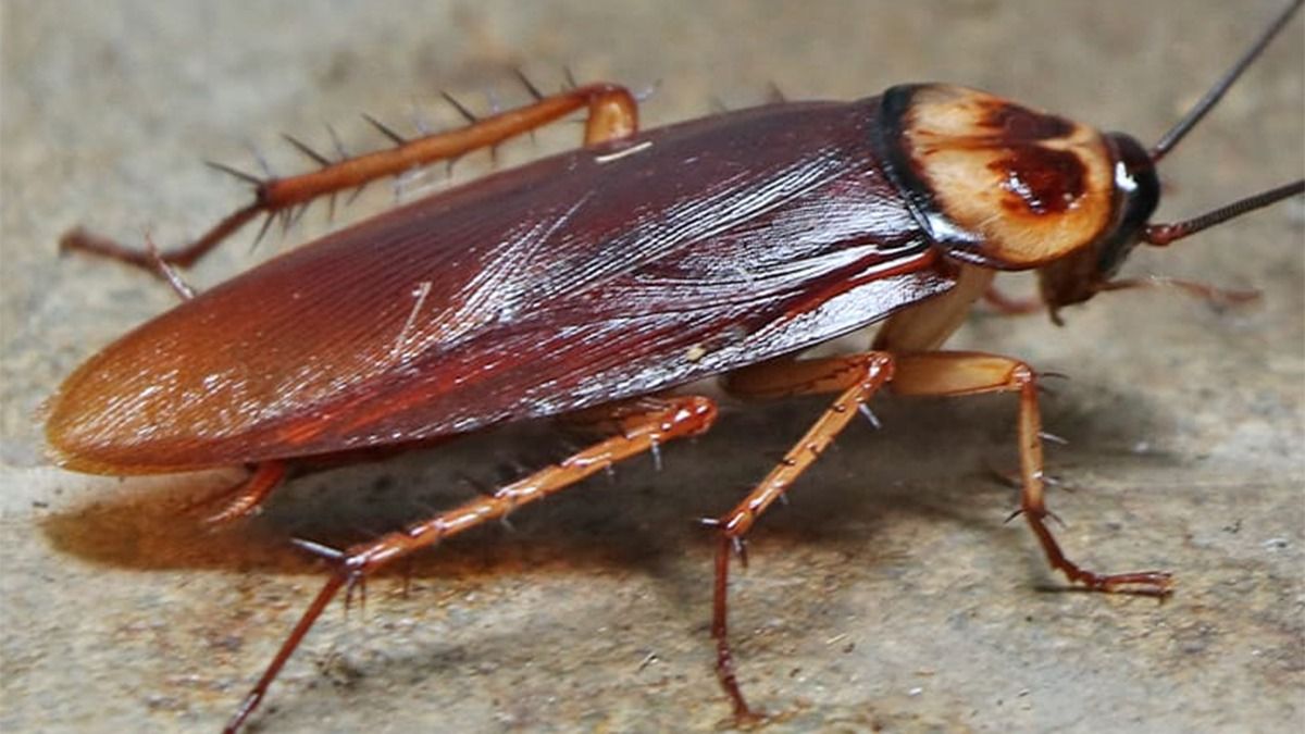 Dead Cockroach Found In Sambar Served To Guests At Five-Star Hotel In ...