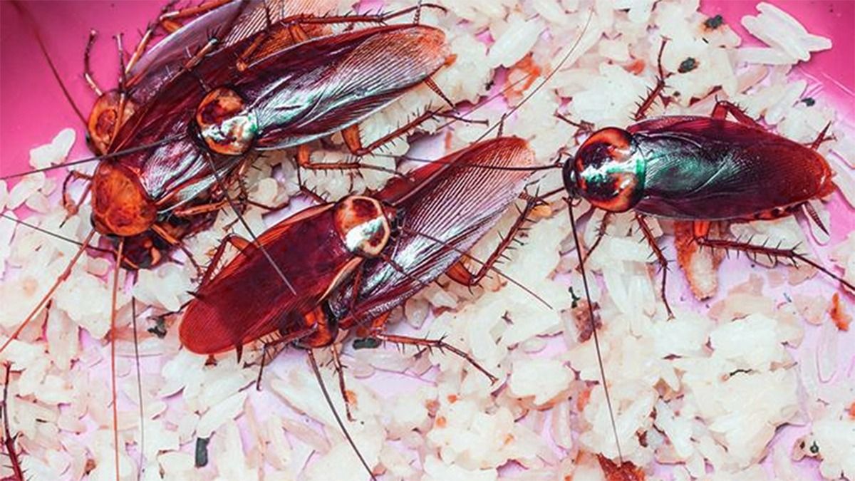 क्या आपके किचन में कॉकरोच हो गए हैं? तो फिर देख क्या रहे हैं, क्लिक ...