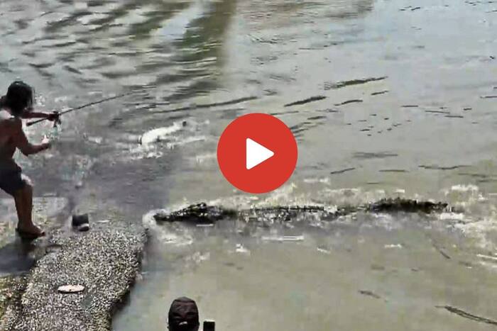 Viral Video: Australian Man Fights With Crocodile To Catch Fish, Watch ...