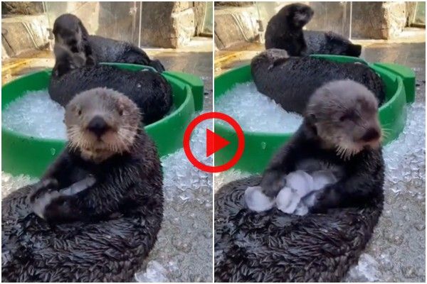 Viral Video: Cute Otters Roll Around & Play With Ice, Internet Says ...