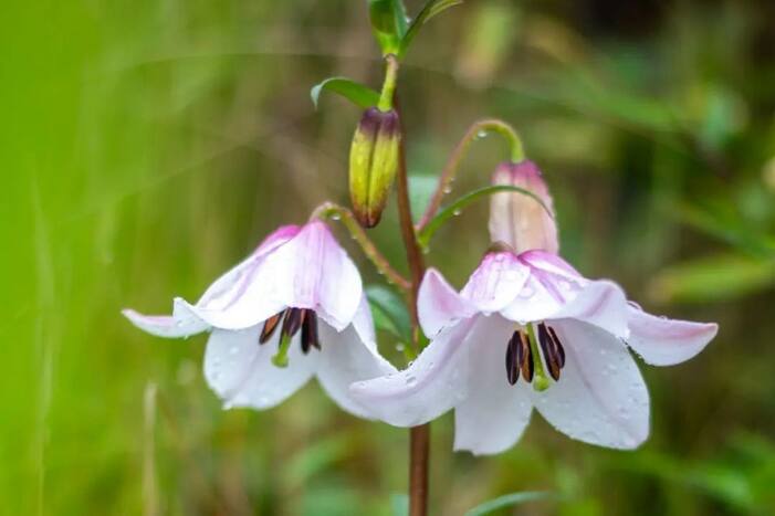 Shirui Lily Festival 2022 Everything You Need to Know About Honouring ...