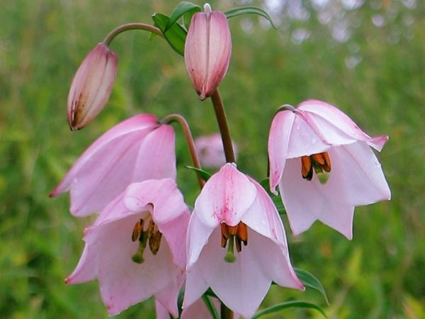 Shirui Lily Festival 2022 Everything You Need to Know About Honouring ...