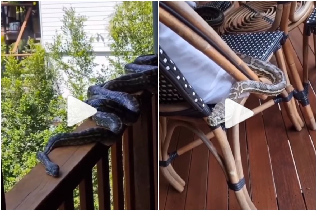Viral Video: Family Finds 4 Giant Pythons Chilling on Porch, Were ...