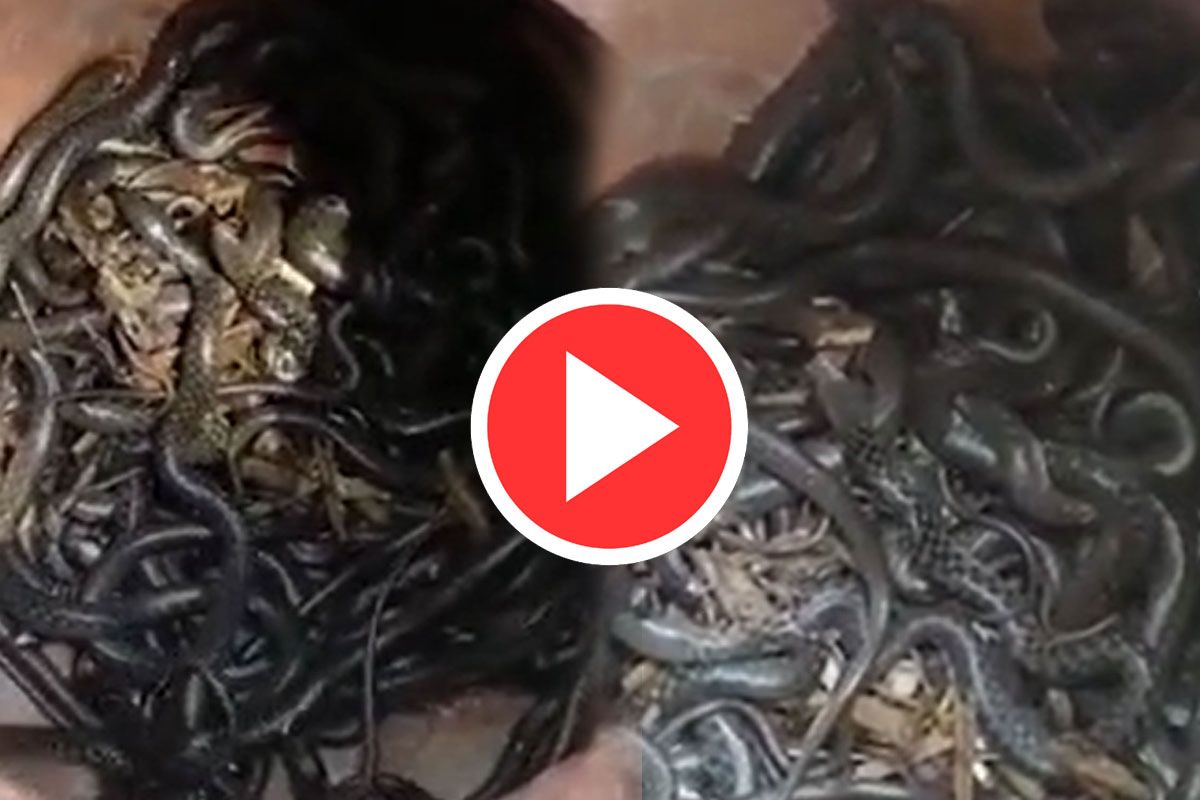 Sanp ka Video swarm of snakes found in the house | देखें Video