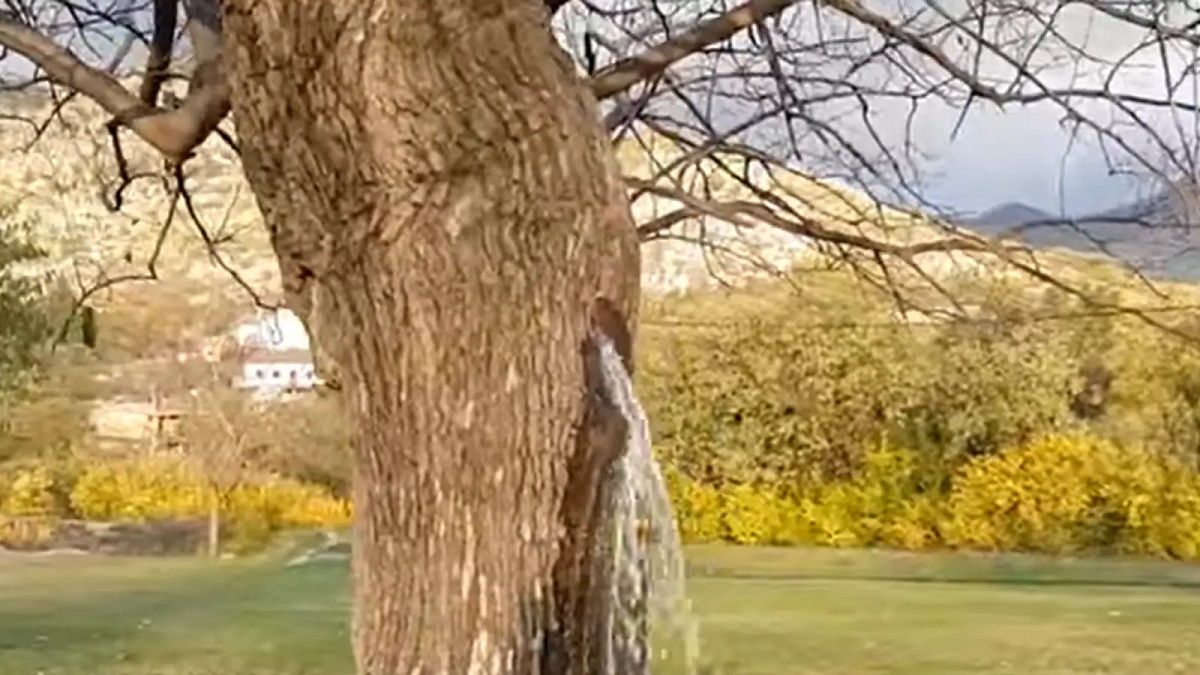 Viral Video: Water Oozes Out of Mulberry Tree in Europe. Internet is ...