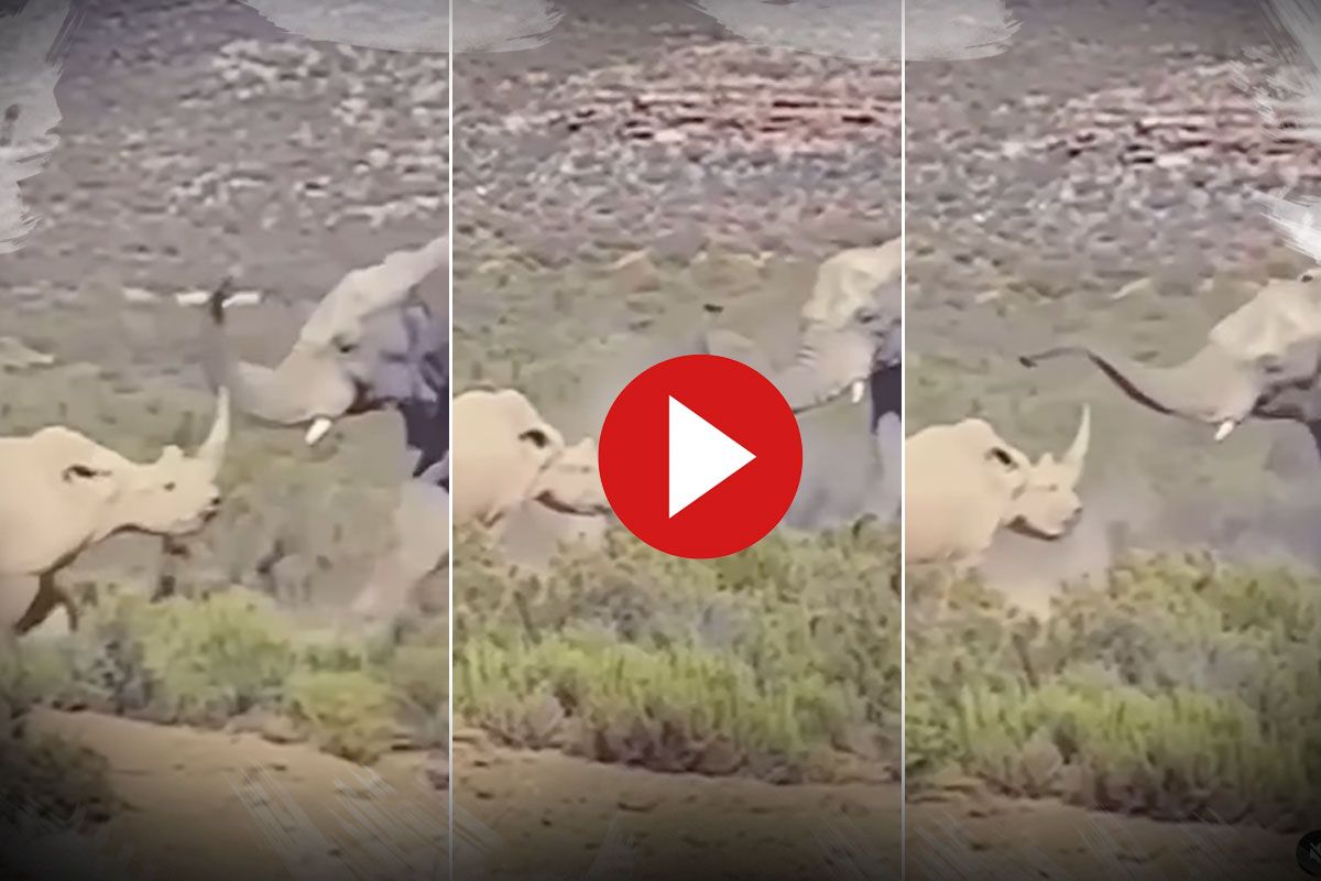 Hathi Aur Genda Ki Ladai: धूल उड़ाते हुए गैंडे ने हाथी पर कर दिया हमला, आगे जो हुआ सोच भी नहीं ...