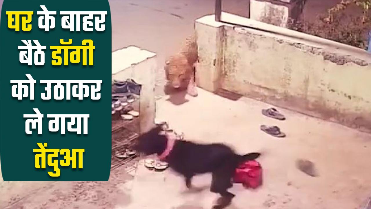 Tendua Ka Video : नासिक में घर के बाहर से कुत्ते को उठा ले गया तेंदुआ ...