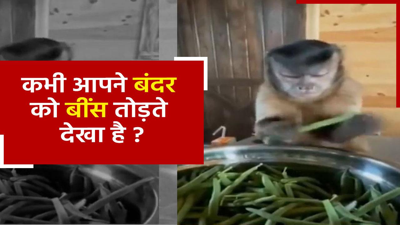Bandar Ka Video: बंदर ने सिखाया सब्जी काटने का अनोखा तरीका, वीडियो ...