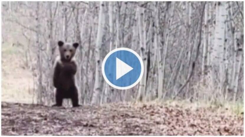 Viral Video: Baby Bear Dances In Forest, Adorable Clip Has 3 Million ...