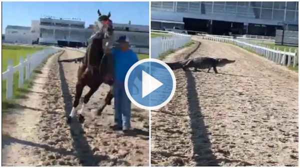 Viral Video: Alligator Suddenly Appears on Horse Racing Track, Watch ...