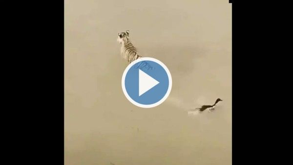 Viral Video: Tiger Hunting Duck in Water Gets Tricked in Playing Hide ...