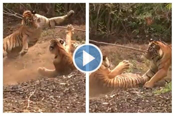 Viral Video Of Tiger Siblings Playing Joyfully With Each Other In The ...
