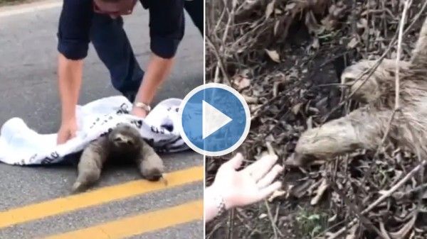 Viral Video: Sloth Trying to Cross Road Gets Help From Man, Thanks Him ...