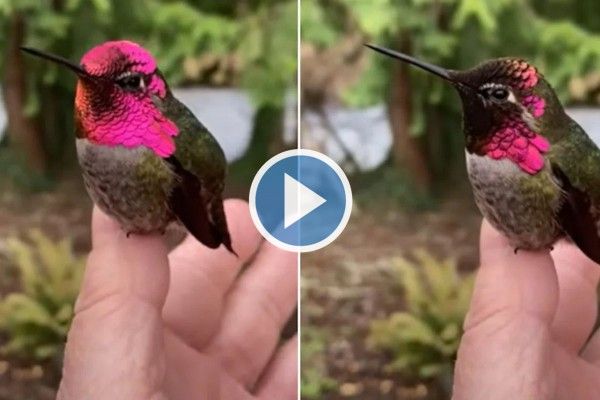 Viral Video: Hummingbird Changes Colour With Every Turn of Head, Wows ...