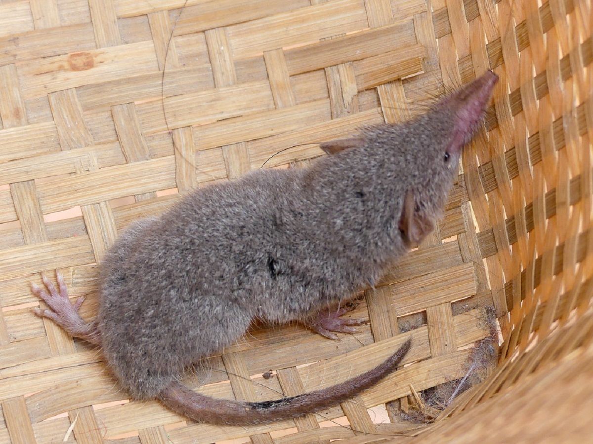 Chhuchudhar Shakun Apashakun chhachhundar kaise bhagaye Mole rat ...