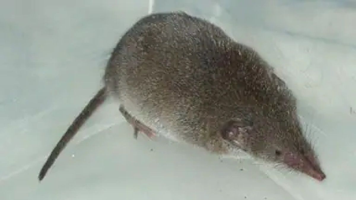 Chhuchudhar Shakun Apashakun chhachhundar kaise bhagaye Mole rat ...