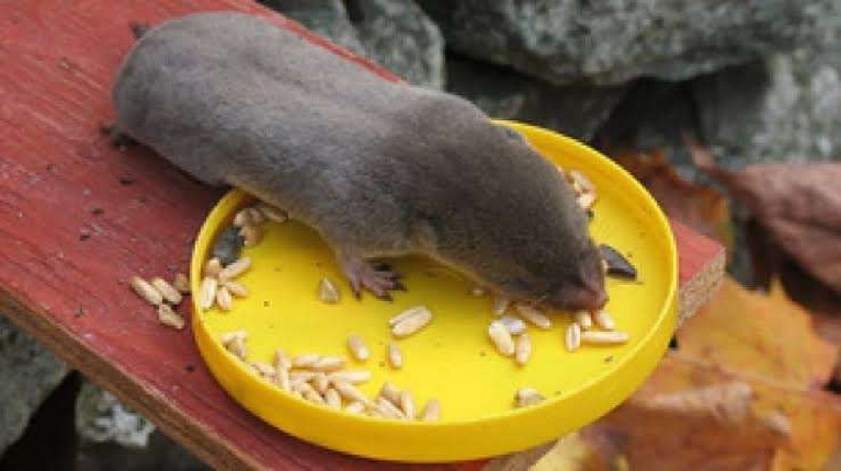 Chhuchudhar Shakun Apashakun chhachhundar kaise bhagaye Mole rat ...