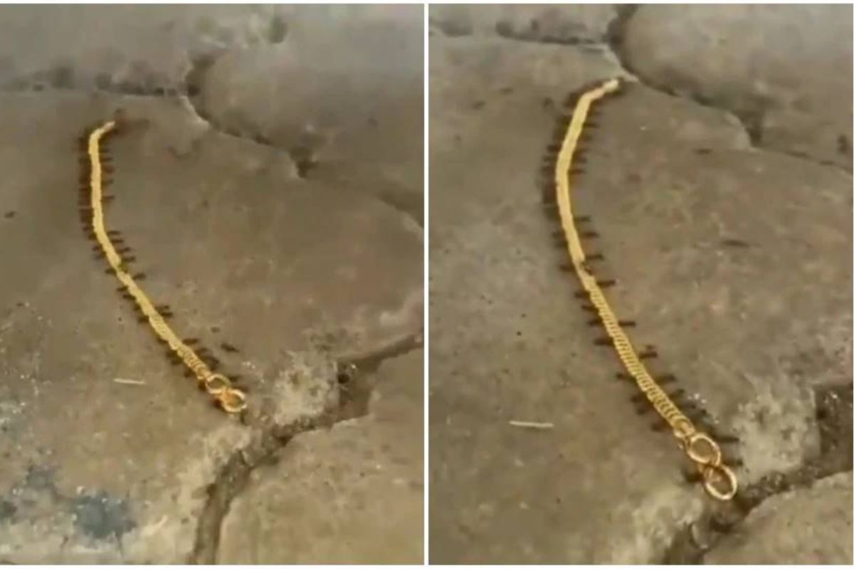 Viral Video: Ants Run Away With a Gold Chain, Netizens Call It