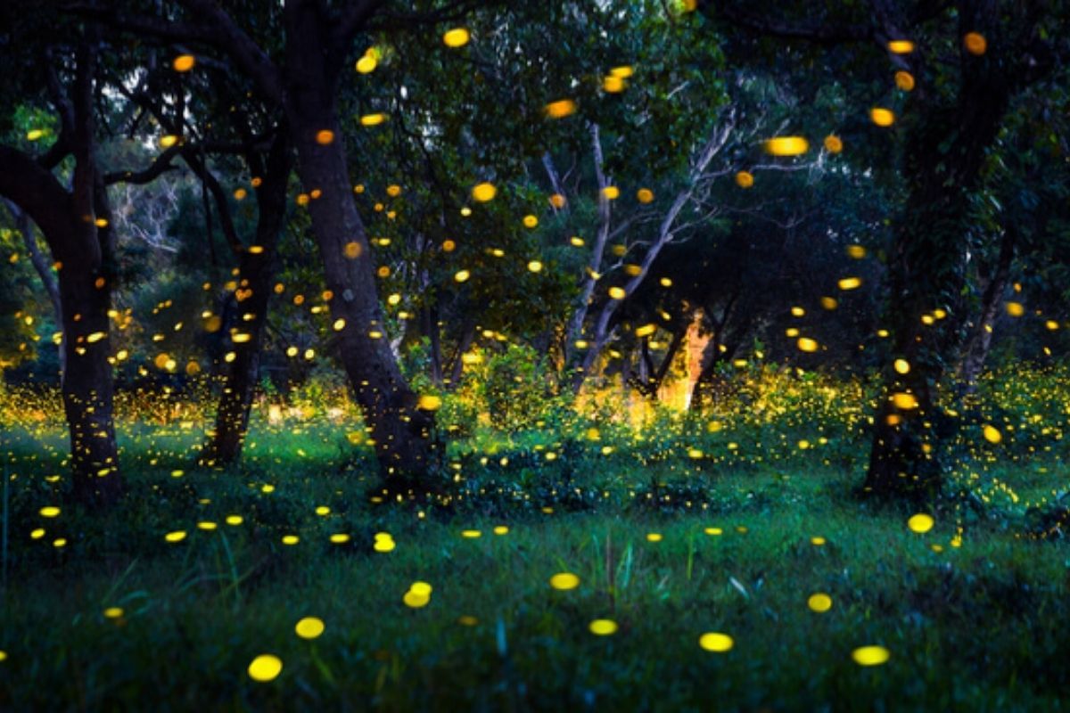 Fireflies Festival: राज्यात कुठे सुरू आहे