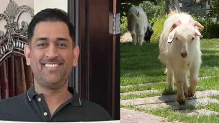 MS Dhoni Brings Goats to His Ranchi, Wife Sakshi Shares VIRAL Video ...