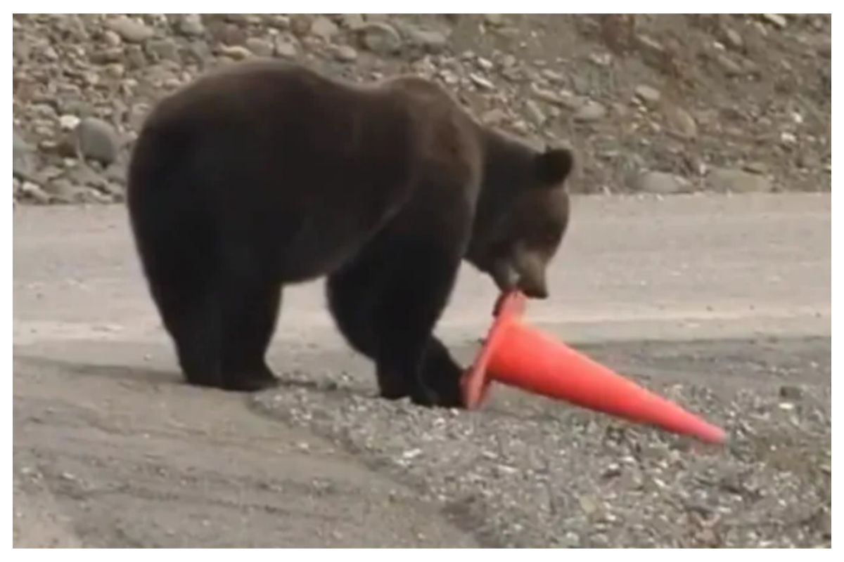 Viral Video: Bear Taking Stroll Comes Across Fallen Traffic Cone, What ...