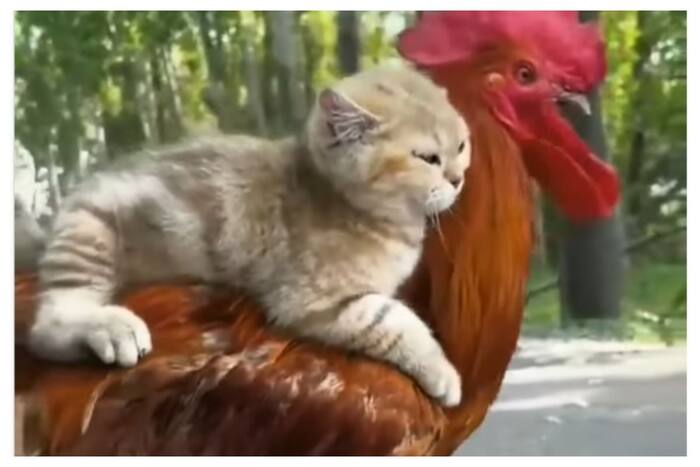 Viral Video: Cat Coaxes Hen For A Piggy Back Ride And Succeeds