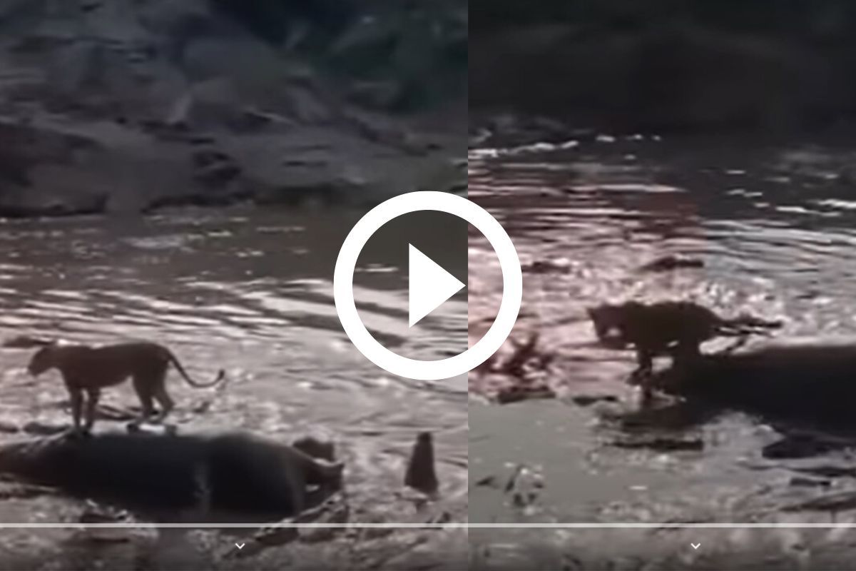 Viral Video: Lion Left Standing on Dead Hippo With 40 Crocodiles in ...