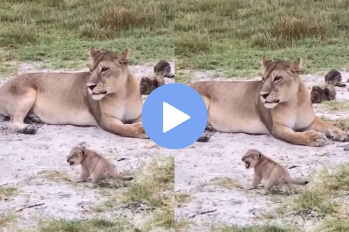 Viral Video: Lion Cub Learns How to Roar, Instead Makes The Cutest ...