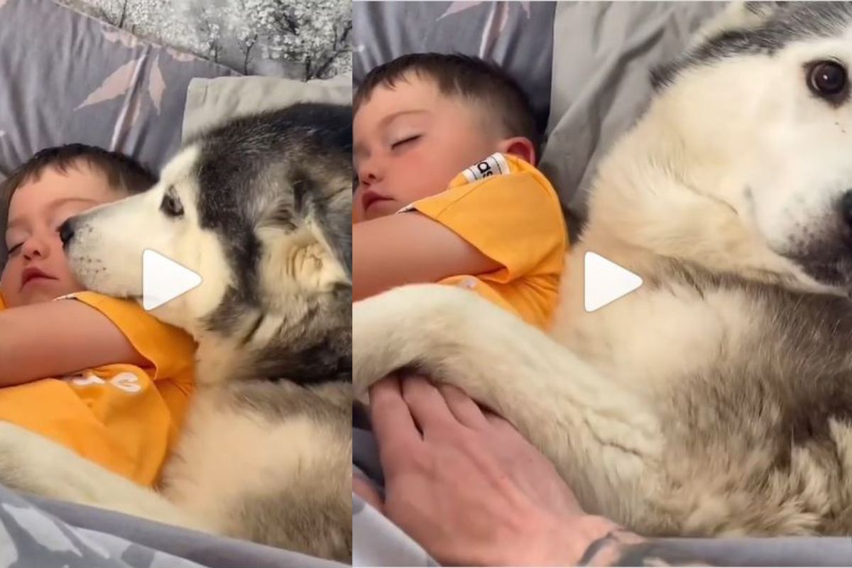 Viral Video: Protective Husky Snuggles With Toddler, Stops Dad From ...