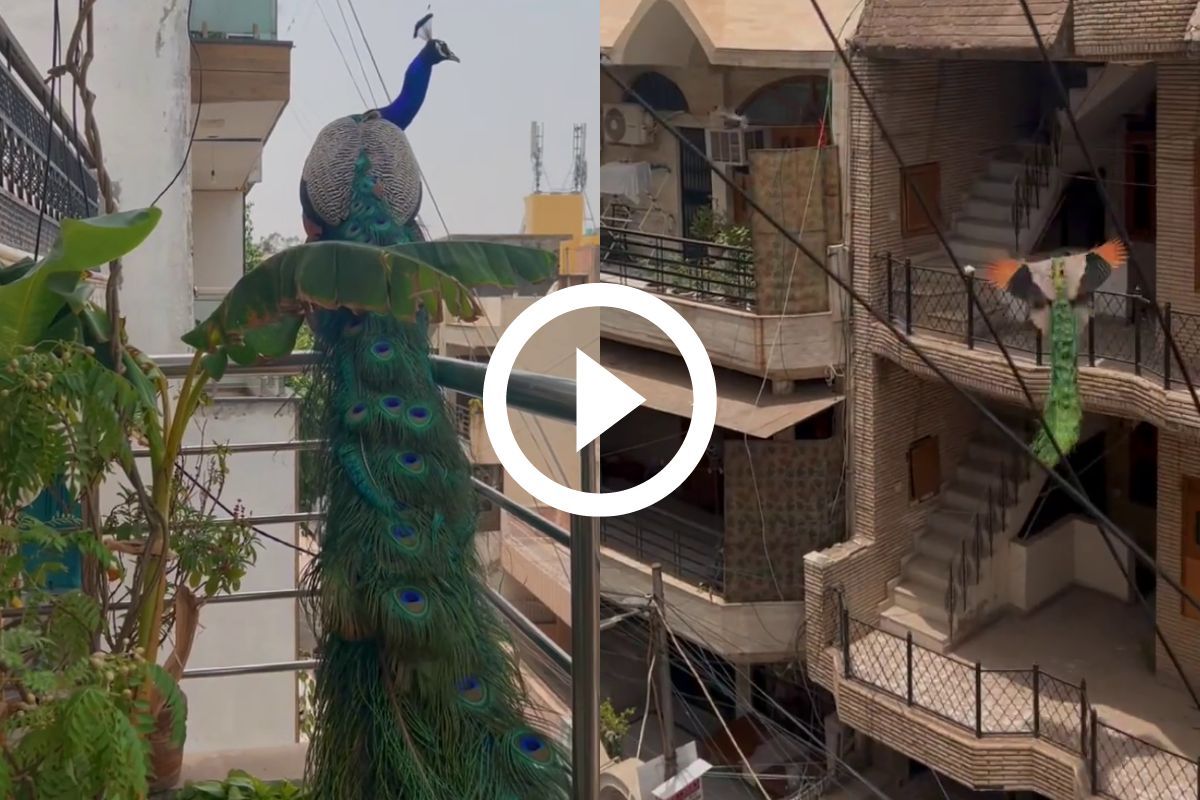 Viral Video: Beautiful Peacock Flies Across Balcony In Delhi ...