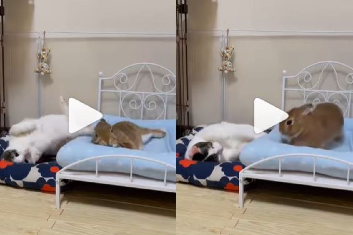 Viral Video: Cat Kicks Rabbit Then Pretends to Sleep. Adorable Clip Has ...