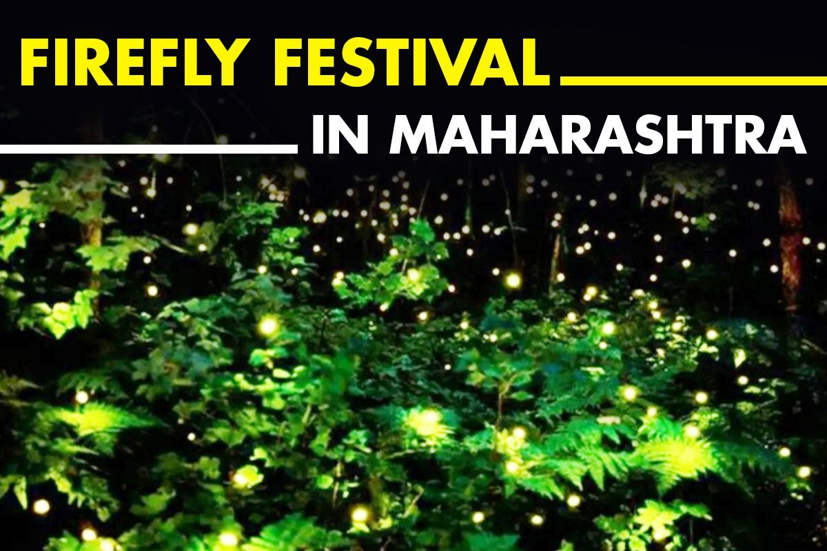 Firefly Festival 2022 Here is Everything You Need to Know About Natures ...