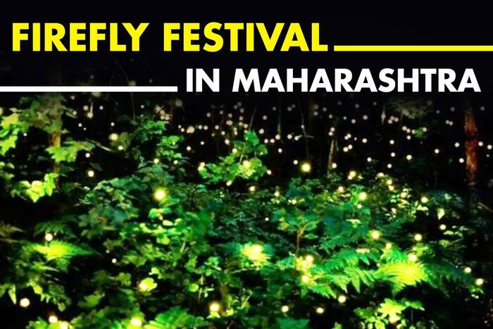 Firefly Festival 2022 Here is Everything You Need to Know About Natures ...