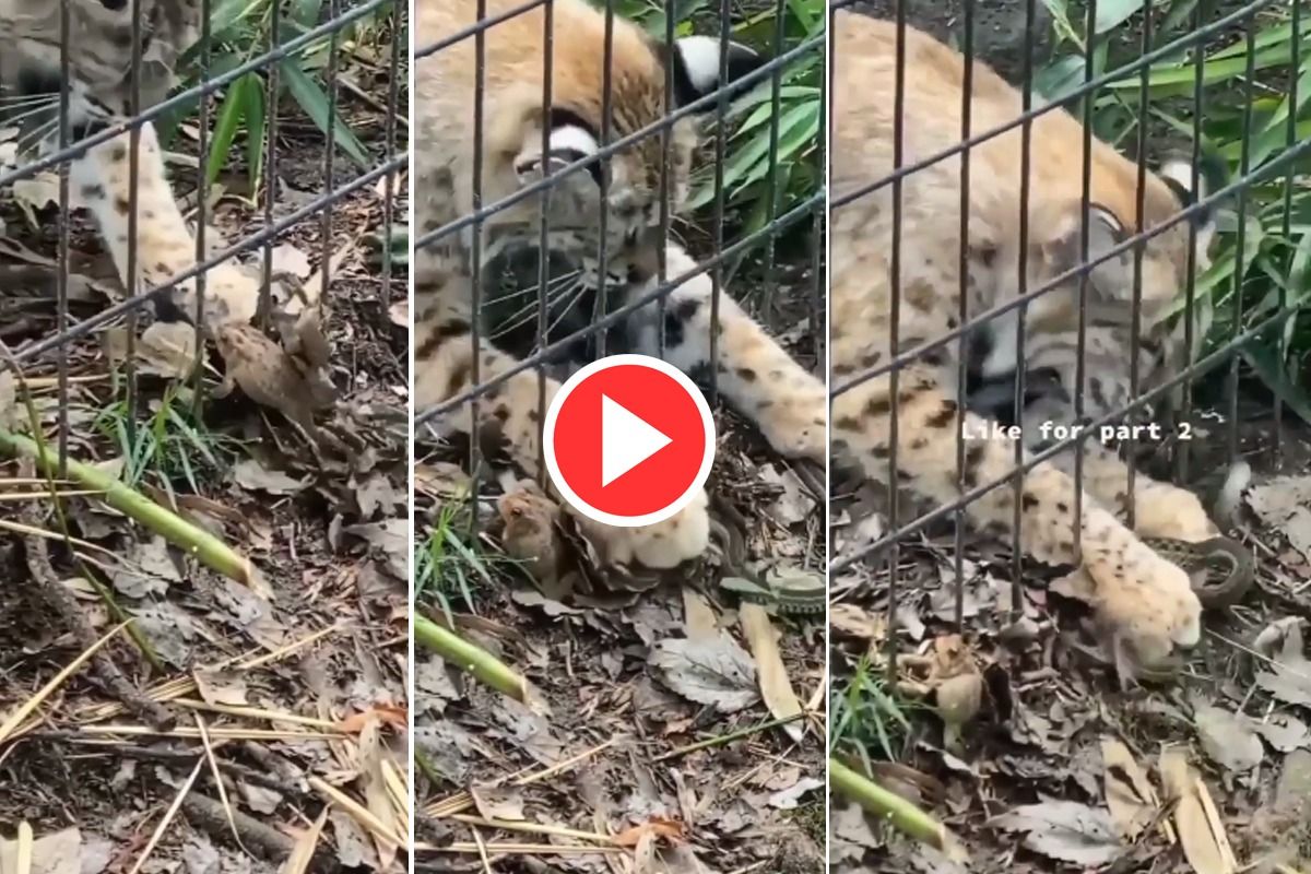 Sanp Aur Mendhak Ka Video: मेंढक को दबोच रहा था सांप तभी पड़ गई तेंदुए ...