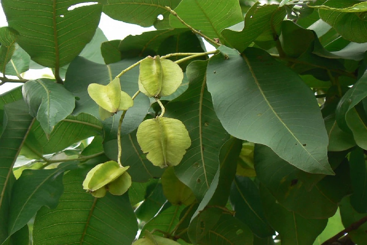 घरेलू नुस्खा: टमाटर जैसा लाल चमकदार चेहरा पाने के लिए अर्जुन की छाल का ...