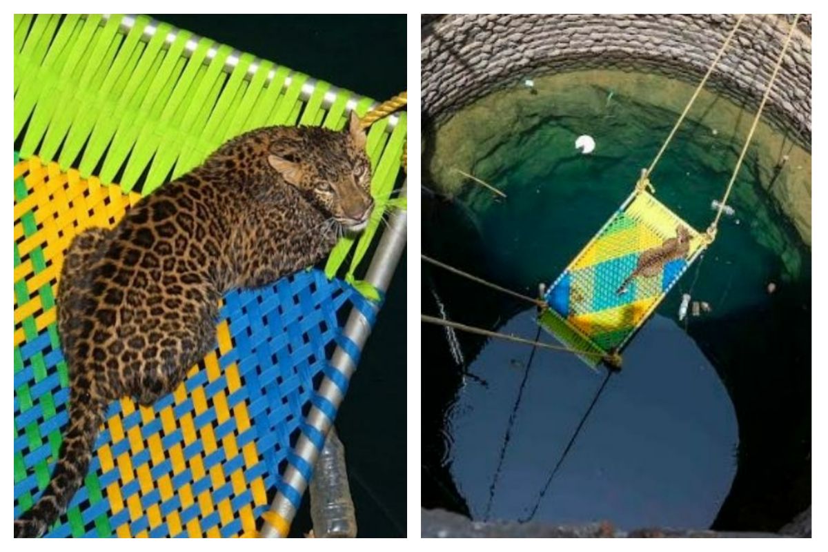 Drowning Leopard Rescued From 45-Feet Deep Well With Charpoy, Released ...
