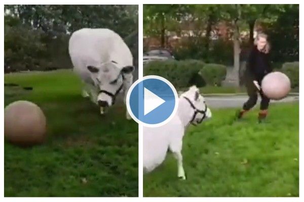 Viral Video: Fun-Loving Cow Enjoys Playing Football With Human ...