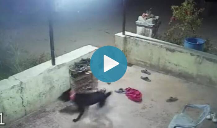 Leopard Enters House in Nashik Village & Kills Pet Dog, Terrifying Attack Caught On CCTV | Watch