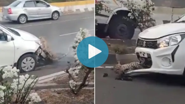 Leopard Gets Stuck on Car