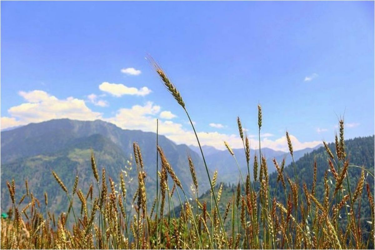 Tirthan Valley Trek A Handbook To Trail The Best Treks For Budding ...