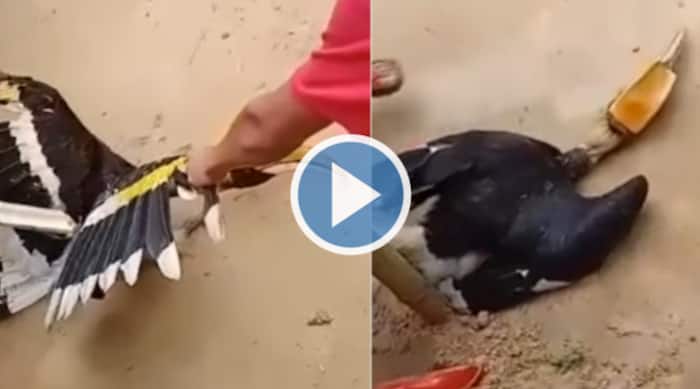 Endangered Great Indian Hornbill Bird Brutally Beaten to Death in ...