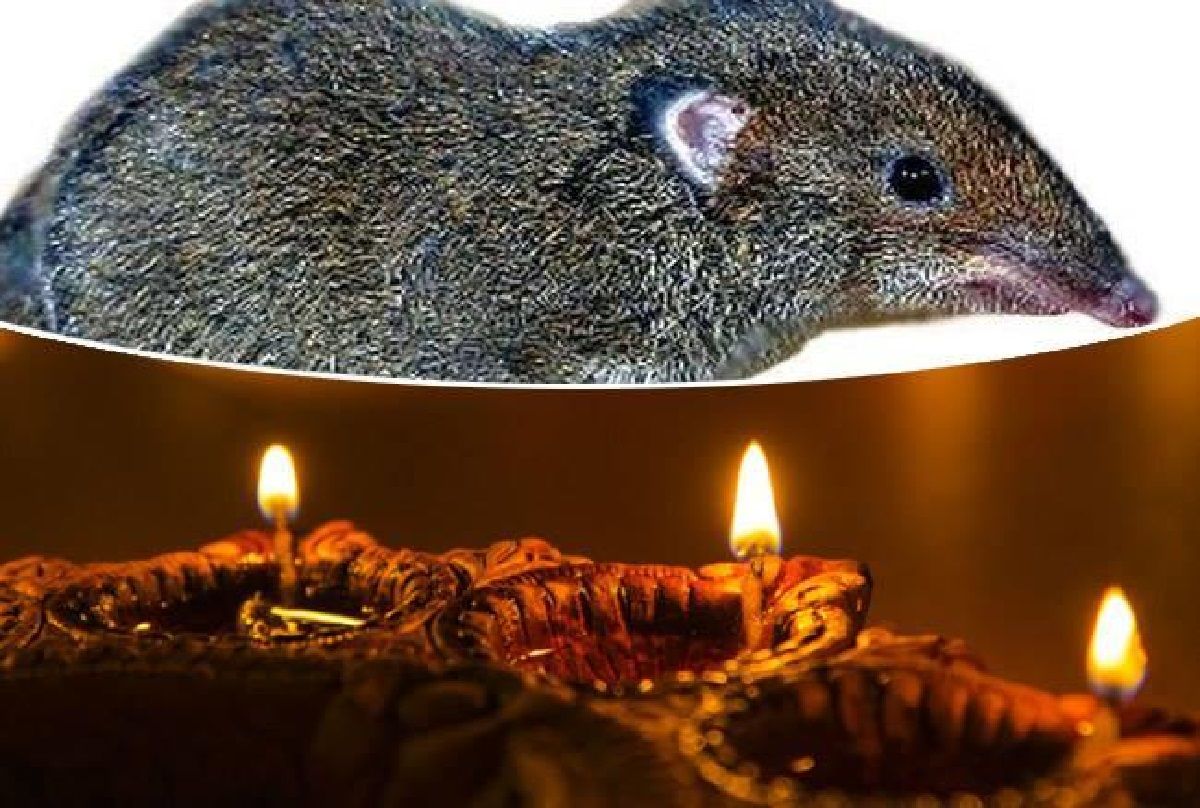 Chhuchudhar Shakun Apashakun chhachhundar kaise bhagaye Mole rat ...