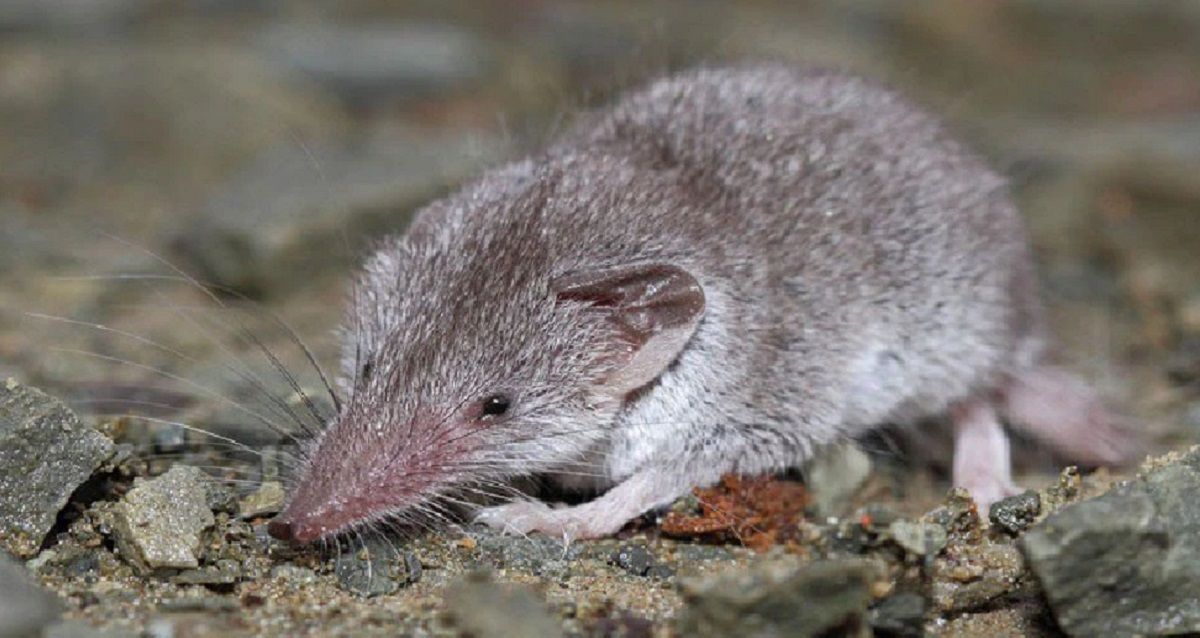 Chhuchudhar Shakun Apashakun chhachhundar kaise bhagaye Mole rat ...