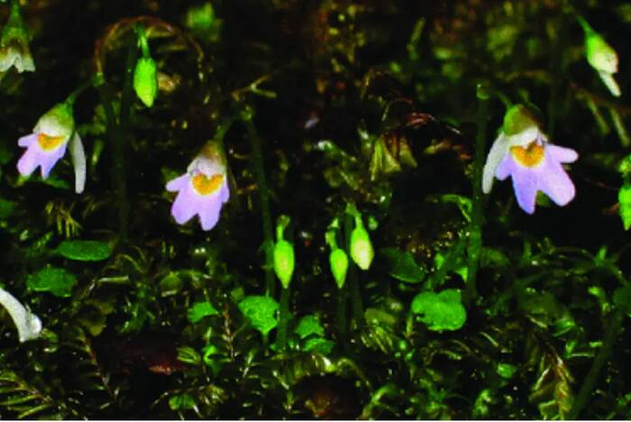 Extremely Rare Carnivorous Plant Species Found For The First Time In ...