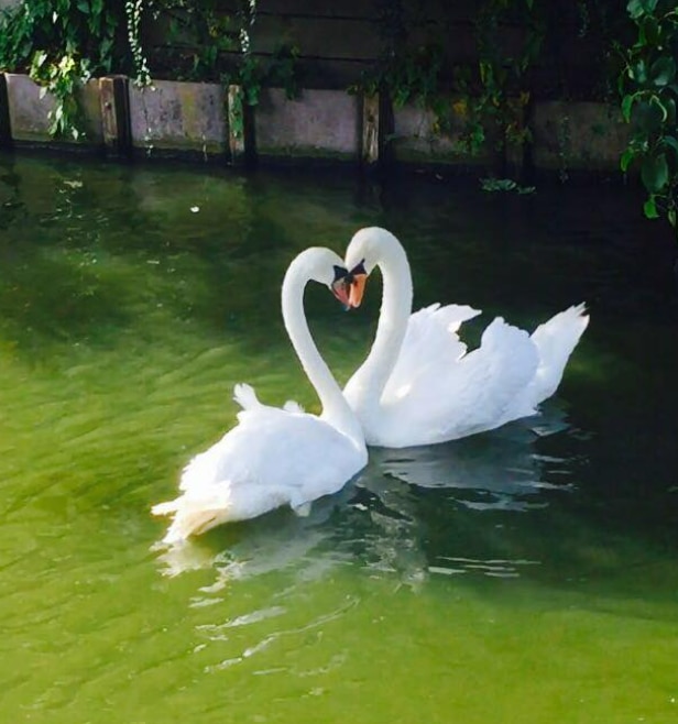 Viral Video: Swan Couple Reunites After Being Separated For Weeks & It