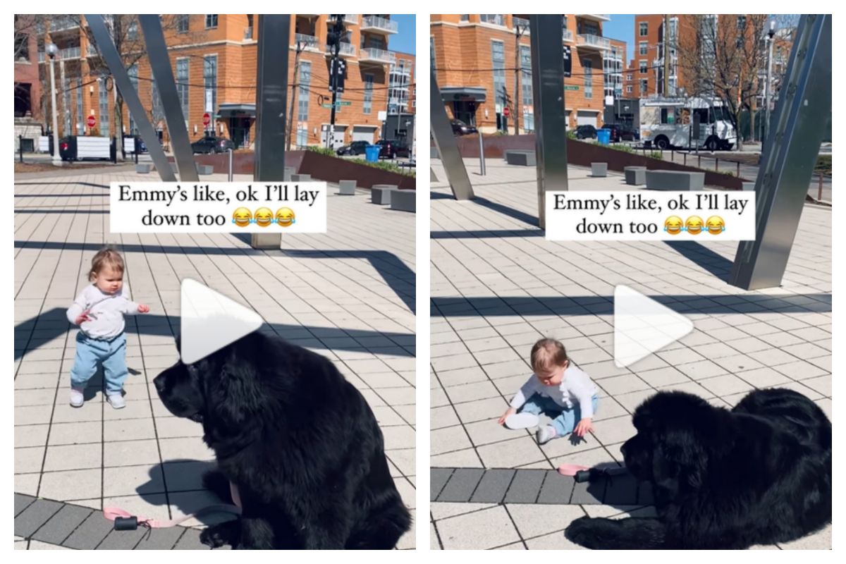 Viral Video: Dog Imitates Cute Baby As She Falls Down, Adorable Bond ...