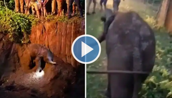 Viral Video: Baby Elephant Rescued After It Fell Into a Ditch, Reunited ...